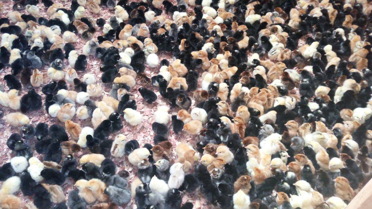 Neochicks Poultry Ltd -0707787884 – Leading dealers in eggs incubators ...